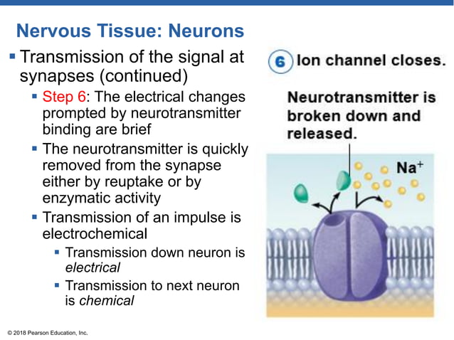 CHAPTER 7 Nervous System anaphysiology.pdf
