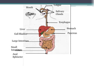 Chapter 7 notes | PPTX