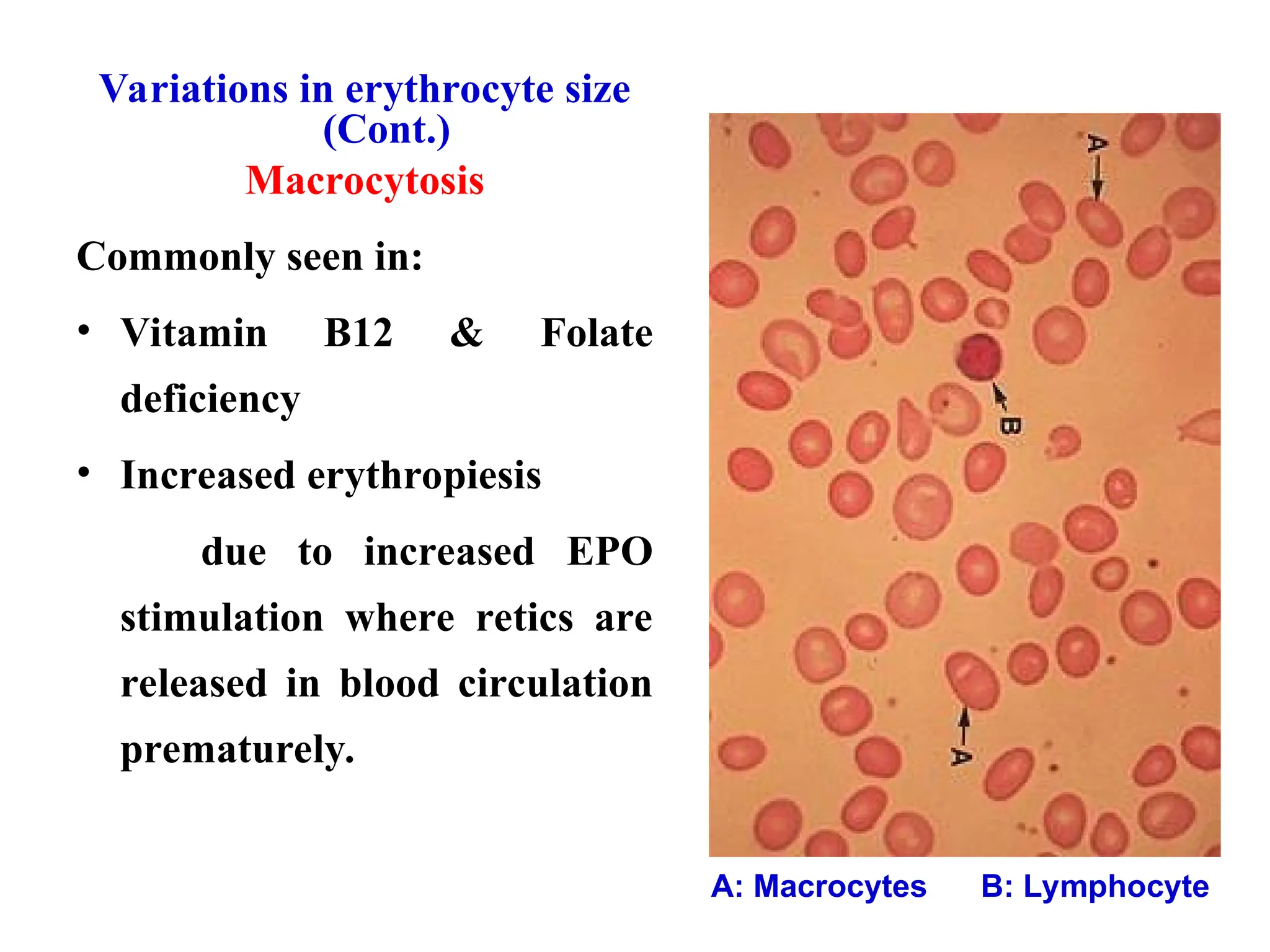 Chapter 7 part I_Abnormalities size, color and distribution.ppt