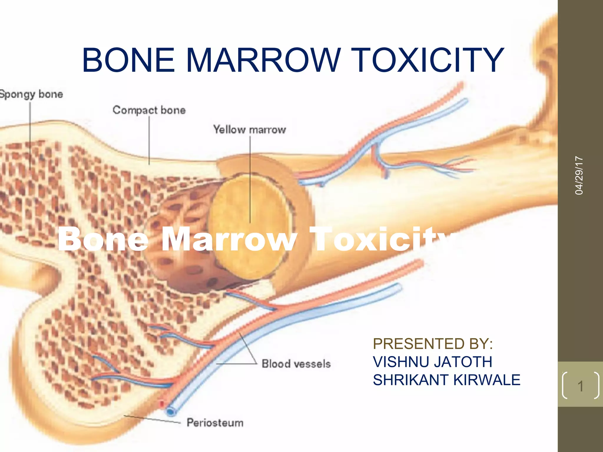 bone marrow toxicity& structure and function of bone marrow | PPT