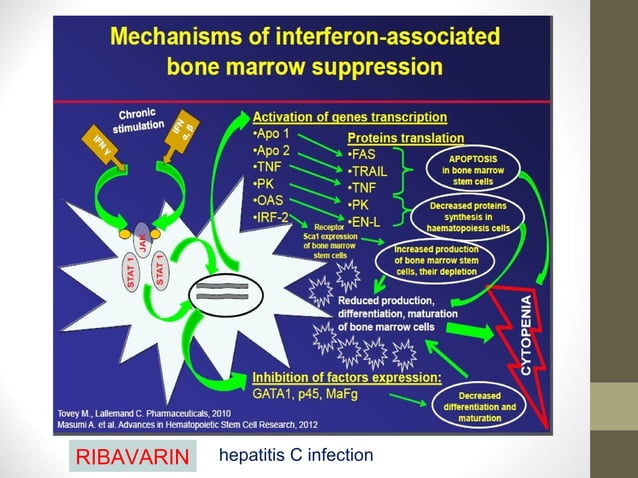 bone marrow toxicity& structure and function of bone marrow | PPT
