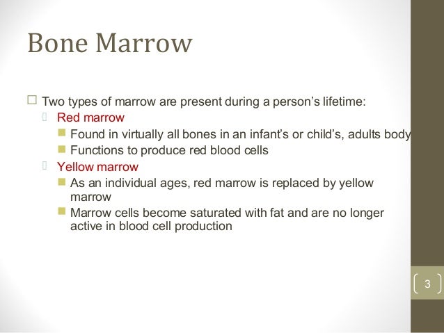 Bone Marrow Toxicity Structure And Function Of Bone Marrow Bone Marrow Toxicity Structure And Function Of Bone Marrow