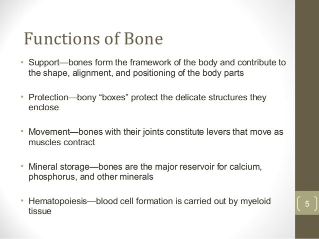 Bone Marrow Toxicity Structure And Function Of Bone Marrow Bone Marrow Toxicity Structure And Function Of Bone Marrow