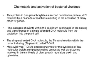 Chapter_ 7 Pathogencity Agrobacterium.ppt