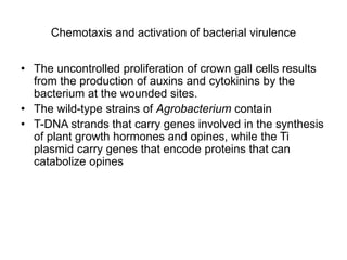 Chapter_ 7 Pathogencity Agrobacterium.ppt