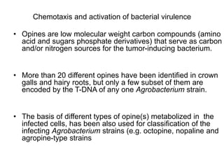Chapter_ 7 Pathogencity Agrobacterium.ppt