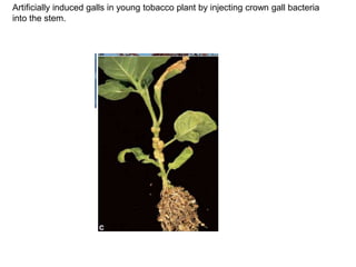Chapter_ 7 Pathogencity Agrobacterium.ppt