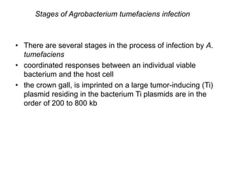 Chapter_ 7 Pathogencity Agrobacterium.ppt
