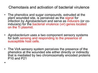 Chapter_ 7 Pathogencity Agrobacterium.ppt
