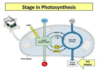chapter7photo1kmkt-160607004122.pdf