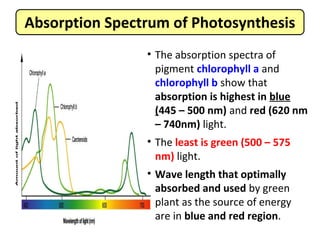 photosynthesis | PPT