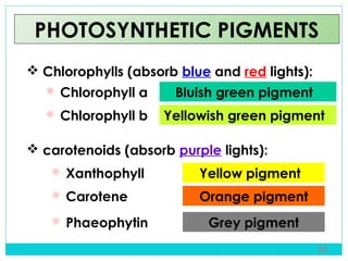 photosynthesis | PPT
