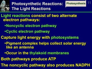 chapter_7_PHOTOSYNTHESIS.ppt