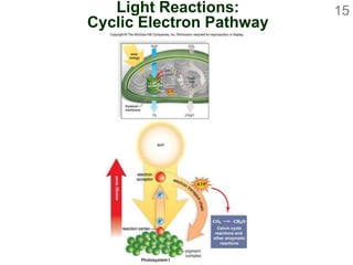 chapter_7_PHOTOSYNTHESIS.ppt