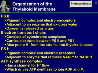 chapter_7_PHOTOSYNTHESIS.ppt