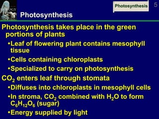 chapter_7_PHOTOSYNTHESIS.ppt