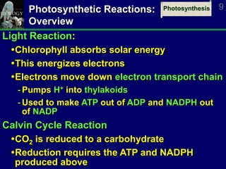 chapter_7_PHOTOSYNTHESIS.ppt