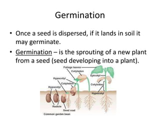 Chapter 7 Plant Reproduction.ppt