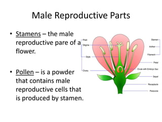 Chapter 7 Plant Reproduction.ppt