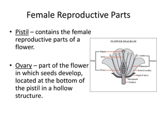 Chapter 7 Plant Reproduction.ppt