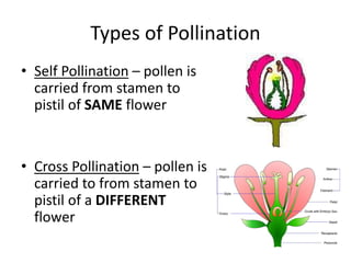 Chapter 7 Plant Reproduction.ppt