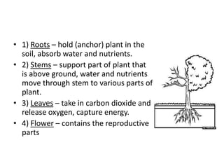 Chapter 7 Plant Reproduction.ppt