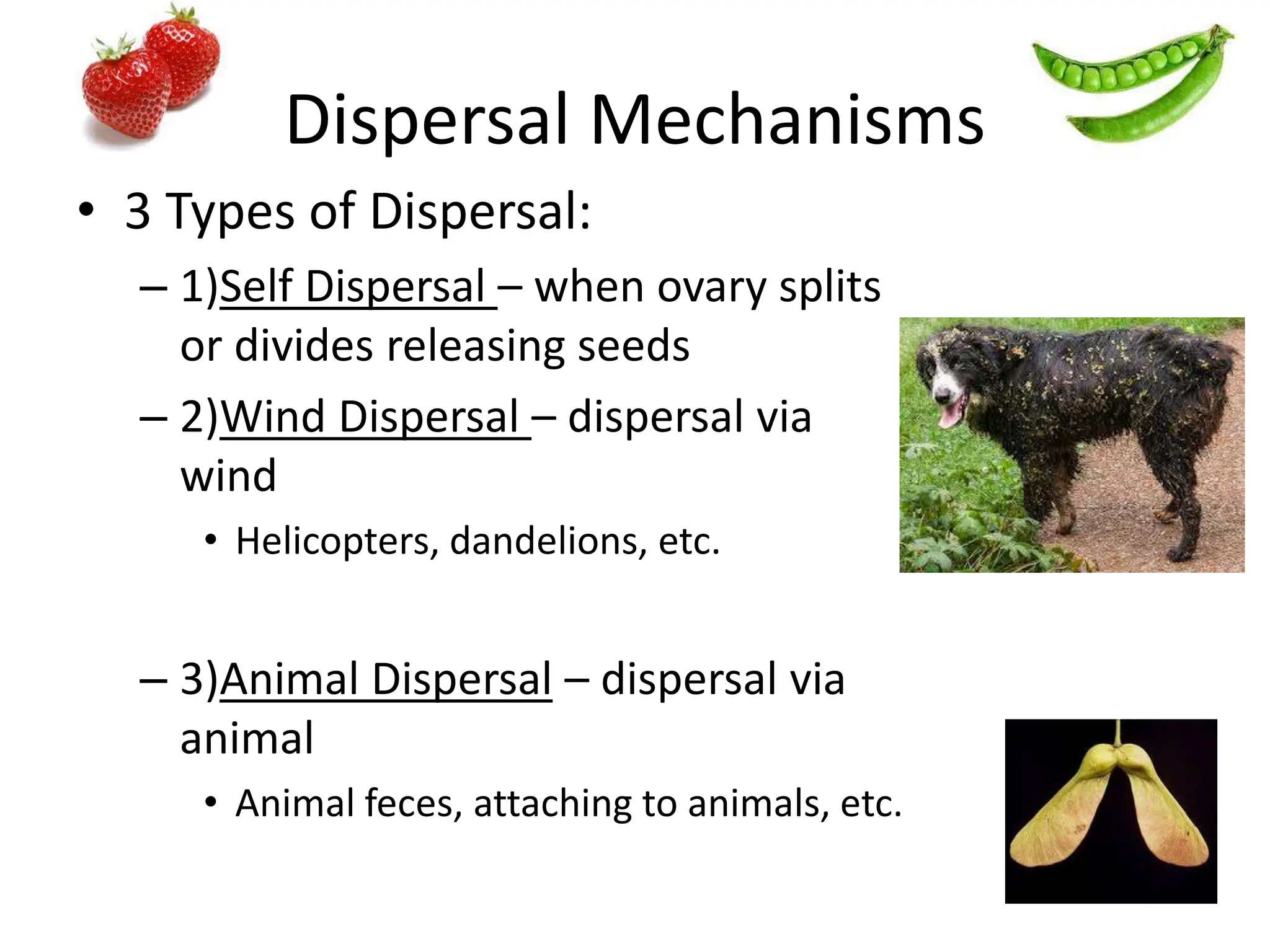 Introduction to the Plant Reproduction.ppt