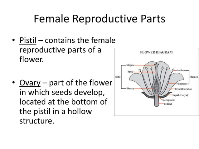 Introduction to the Plant Reproduction.ppt