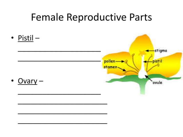 Introduction to the Plant Reproduction.ppt