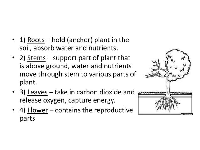 Introduction to the Plant Reproduction.ppt