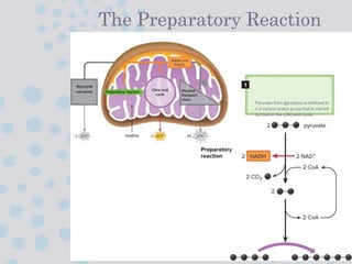 Chapter 7 Energy for Cells | PPT