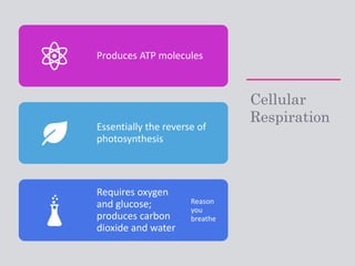 Chapter 7 Energy for Cells | PPT