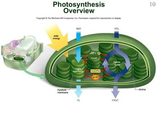 Chapter 7 Powerpoint Le | PPT