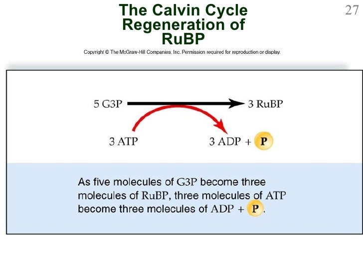 Chapter 7 Powerpoint Le