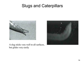 Metallurgy (Dislocations) | PPT