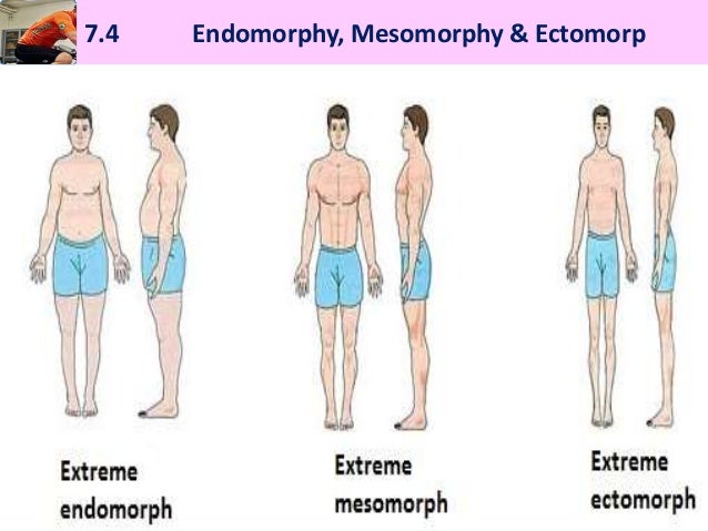 Mesomorphy