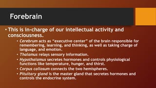 Chapter 7 the brain | PPTX
