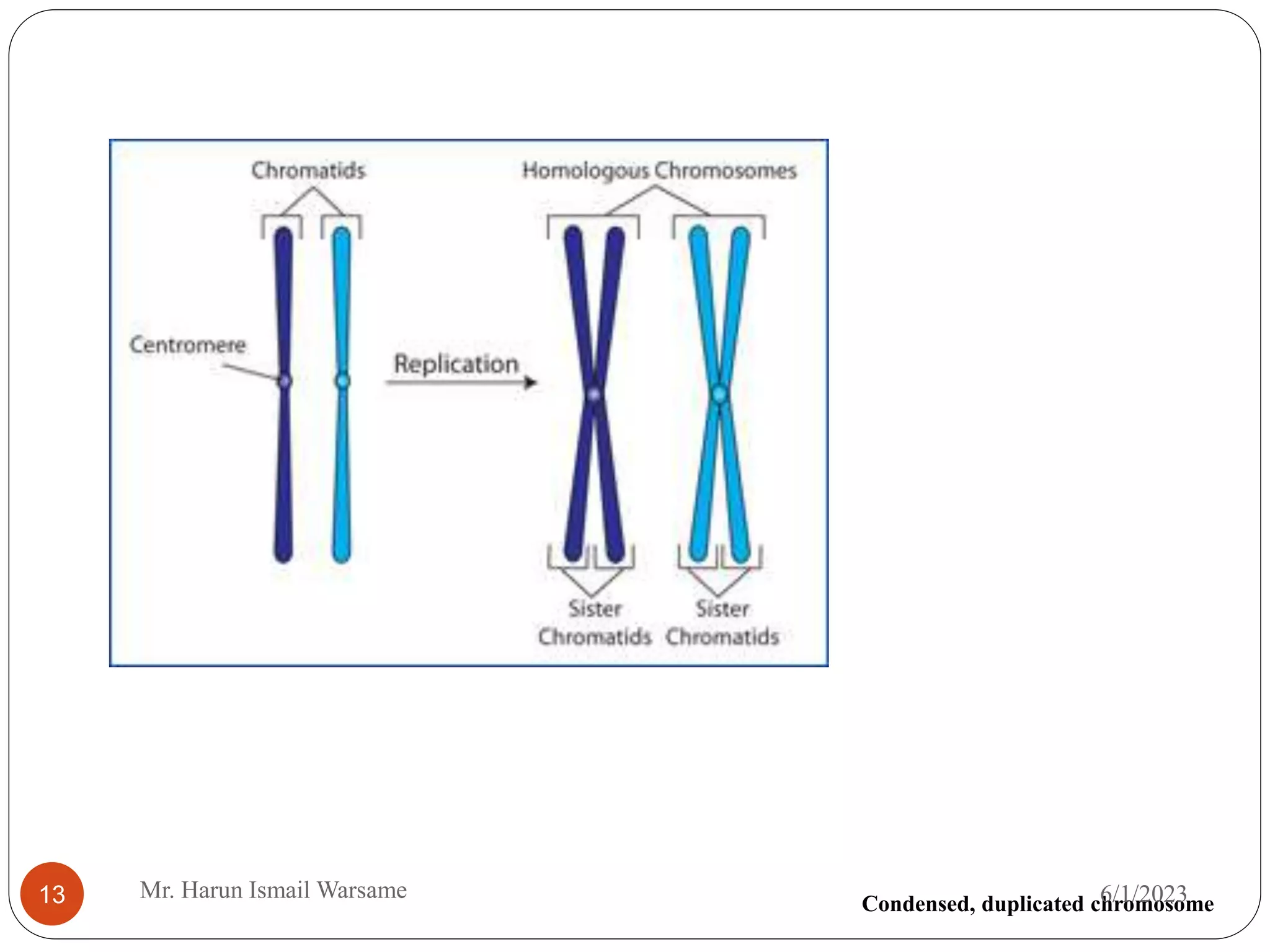 Chapter 7 The cell cycle.ppt