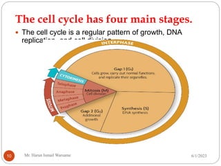Chapter 7 The cell cycle.ppt