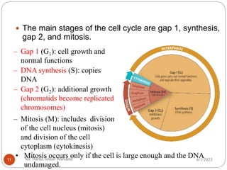 Chapter 7 The cell cycle.ppt