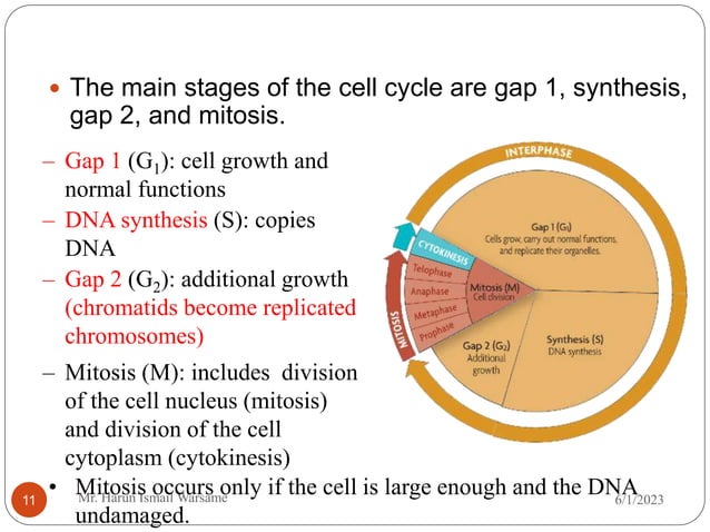 Chapter 7 The cell cycle.ppt