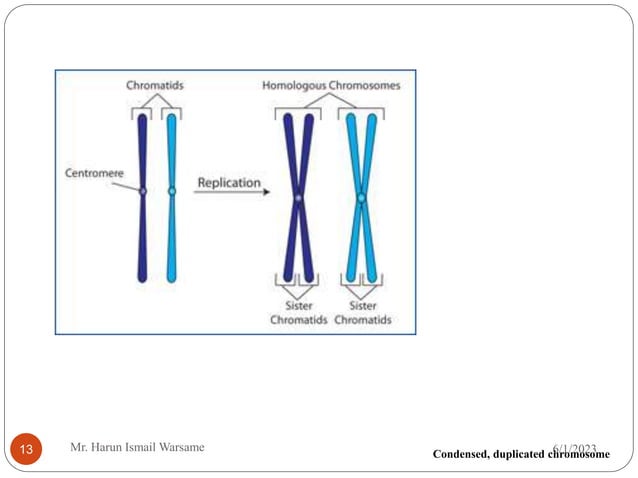 Chapter 7 The cell cycle.ppt