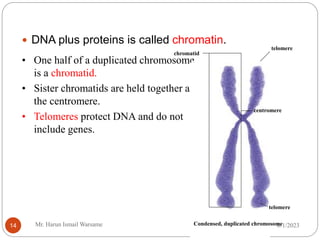 Chapter 7 The cell cycle.ppt