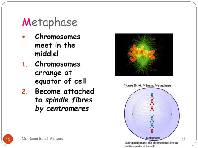Chapter 7 The cell cycle.ppt