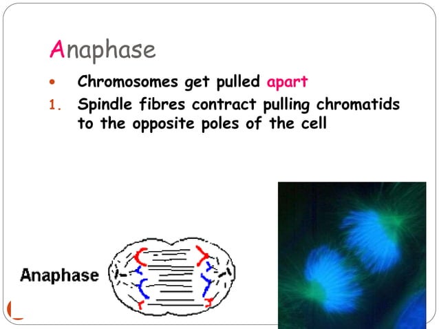 Chapter 7 The cell cycle.ppt