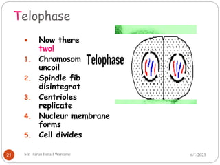 Chapter 7 The cell cycle.ppt