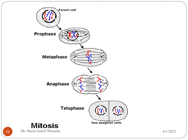 Chapter 7 The cell cycle.ppt
