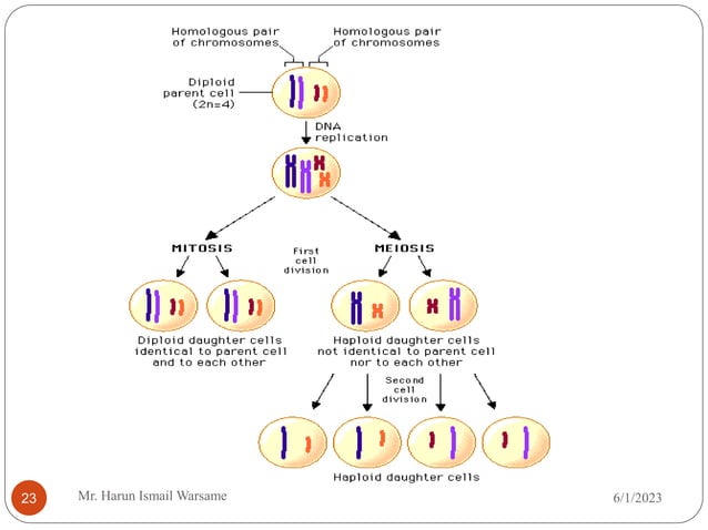 Chapter 7 The cell cycle.ppt