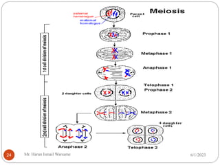 Chapter 7 The cell cycle.ppt