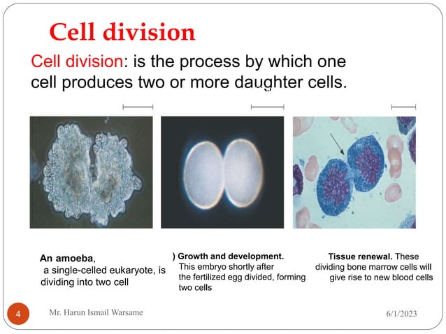 Chapter 7 The cell cycle.ppt